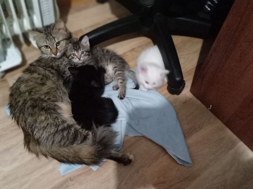 Котята метисы мейн-кун и норвежская лесная