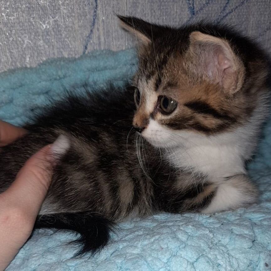 Котёнок от частного владельца