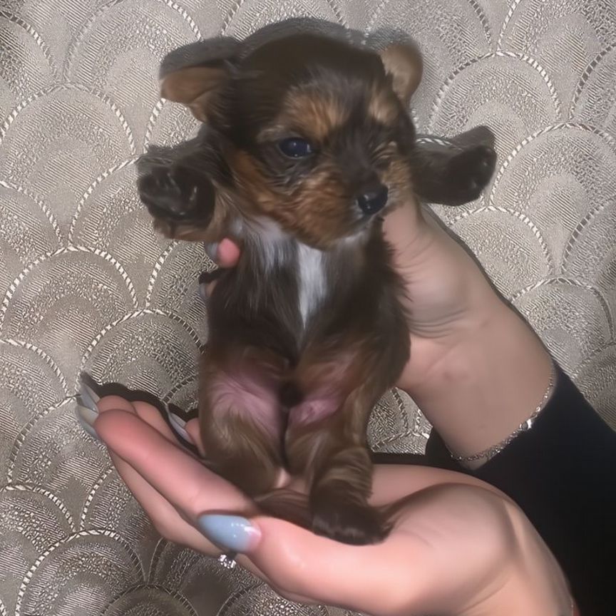 Йоркширский терьер, щенок