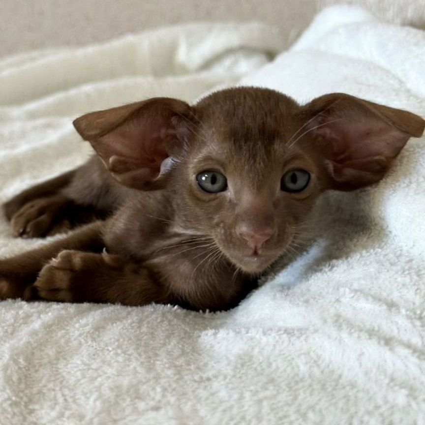 Ориентальный котёнок