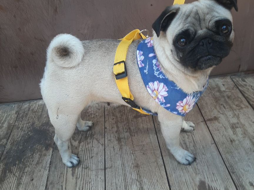 Шлейка и поводок ручной работы