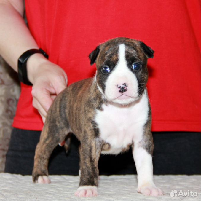 Щенок американского стаффорда, девочка Е №2