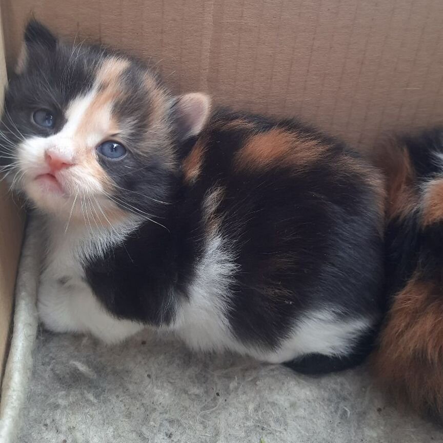 Котята от кошки крысоловки