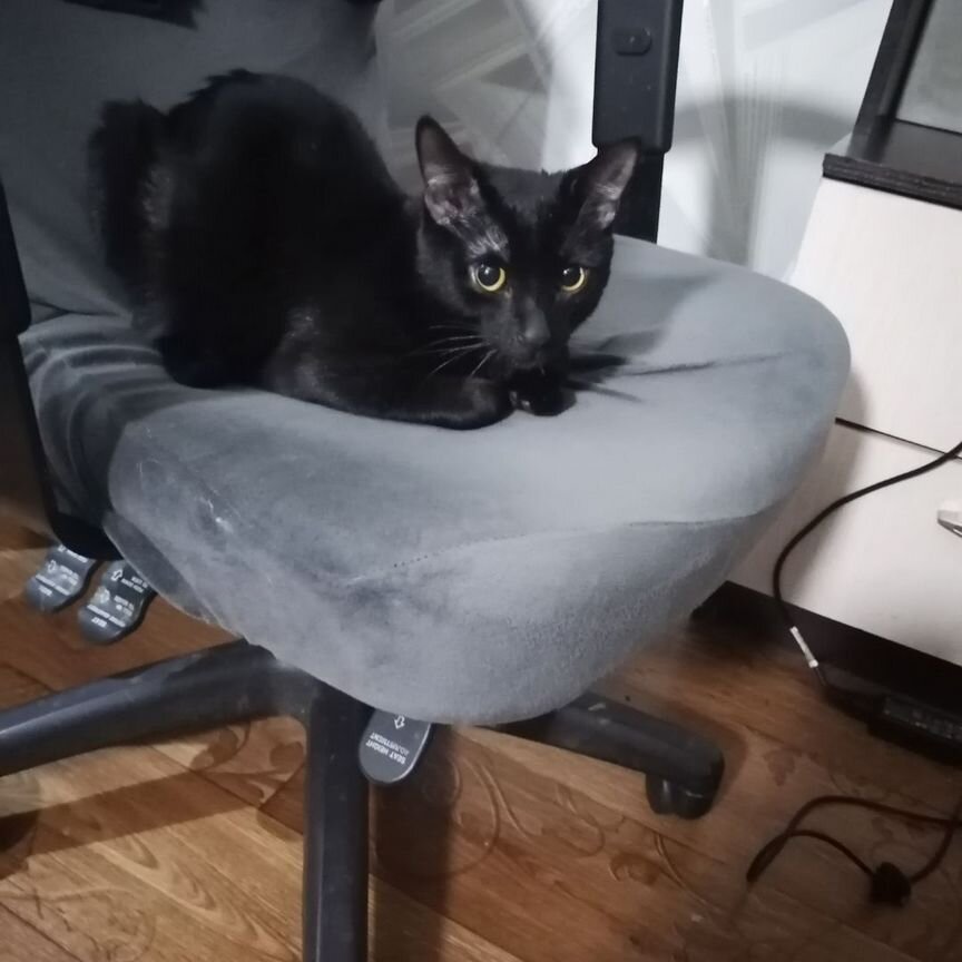 Котик, мальчик, бесплатно