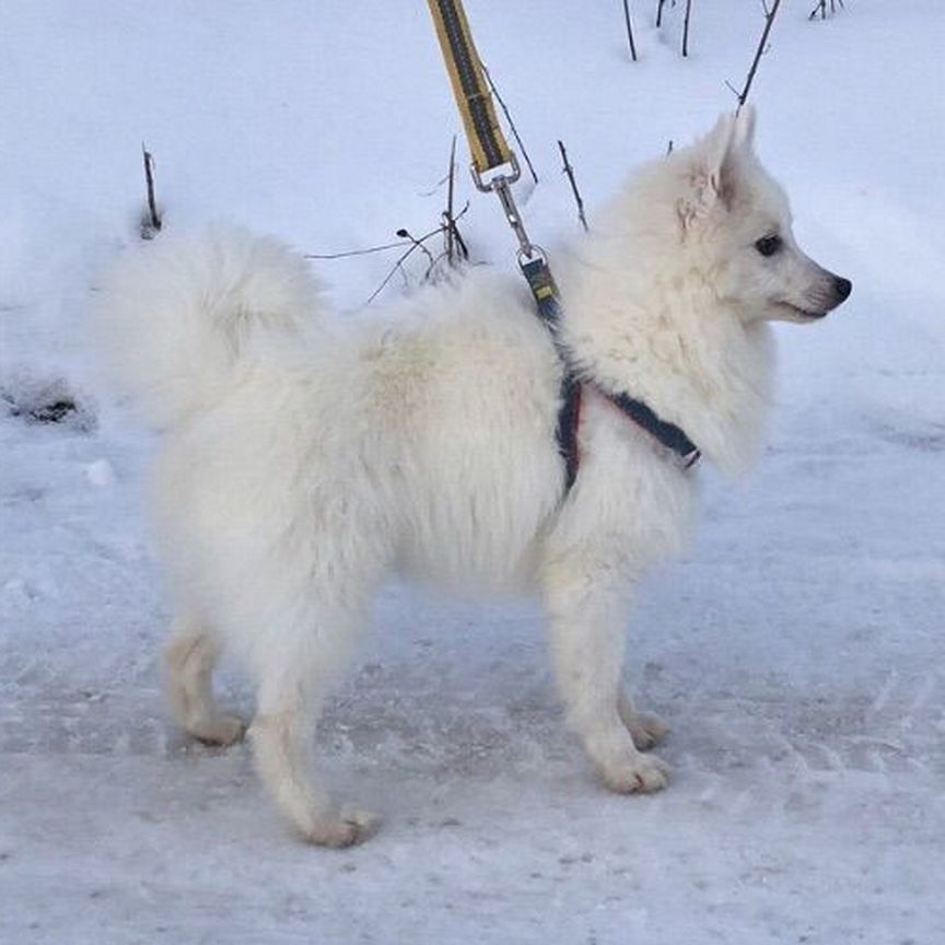Японский шпиц подросток