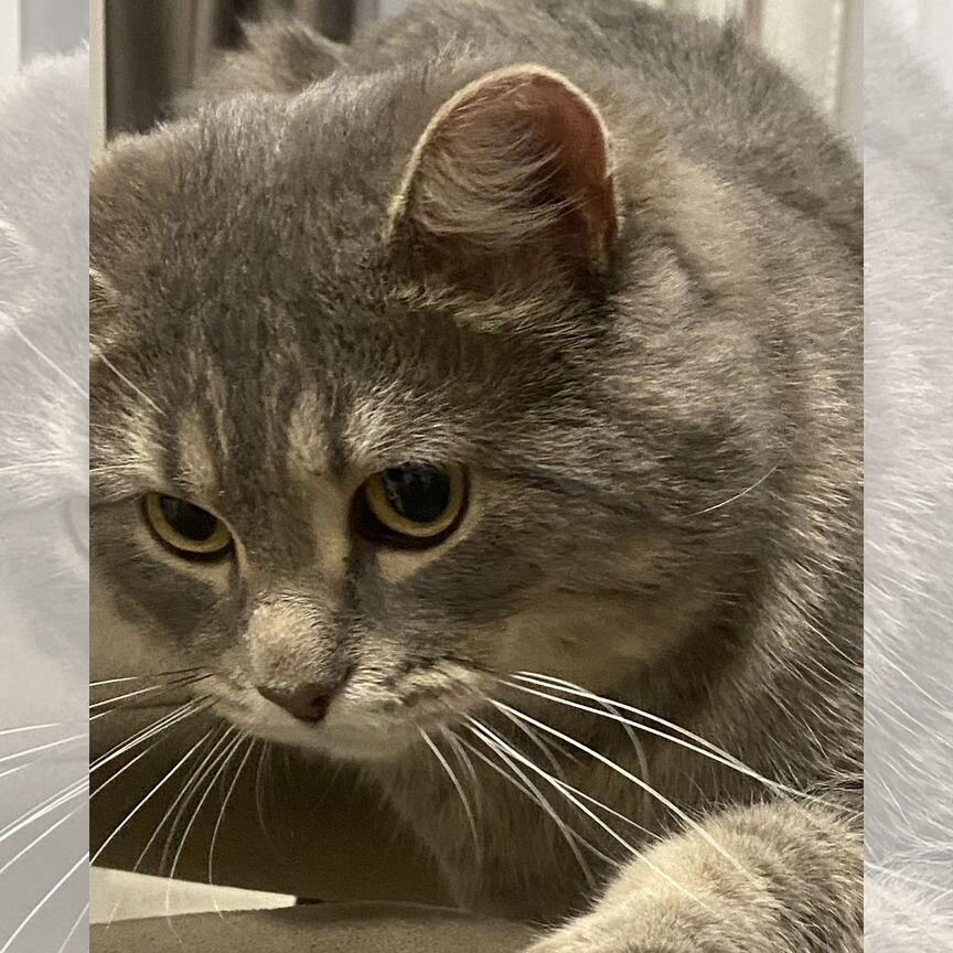 Британский короткошёрстный кот, взрослый