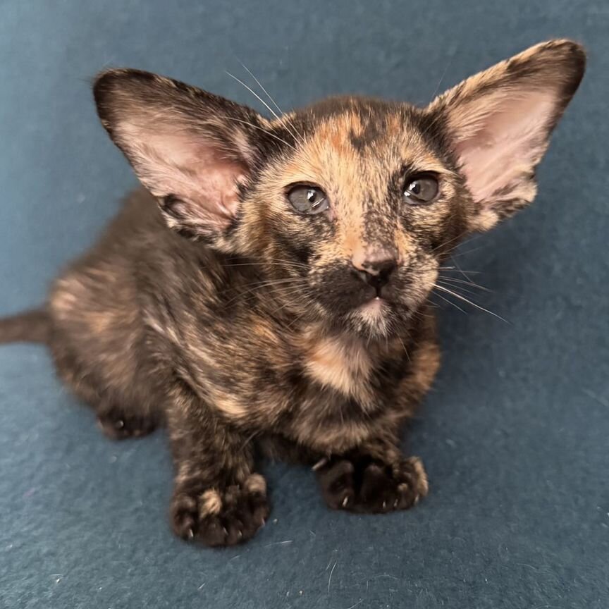 Ориентальный котёнок