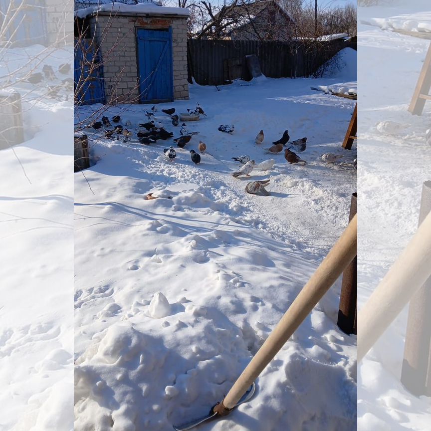 Продажа голубей