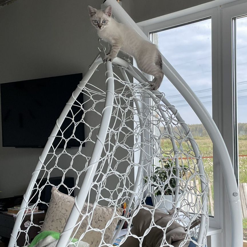 Котенок Тайка