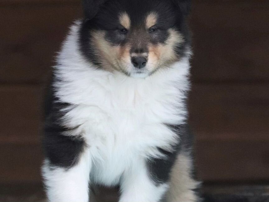 Очень красивый мальчик колли