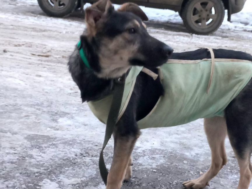 Щенки Мэри, Марго 5 мес. Стерелизованы