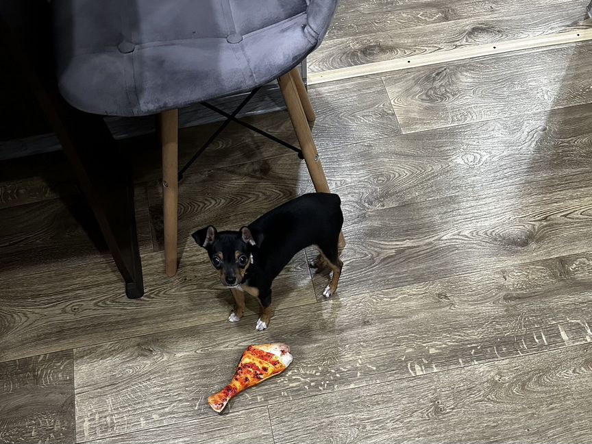 Той терьер девочка