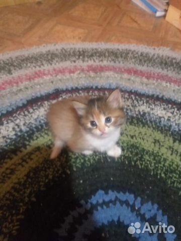 Отдаем в добрые руки