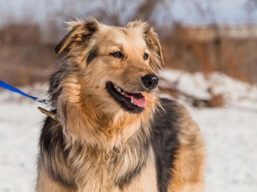 Собака в добрые руки