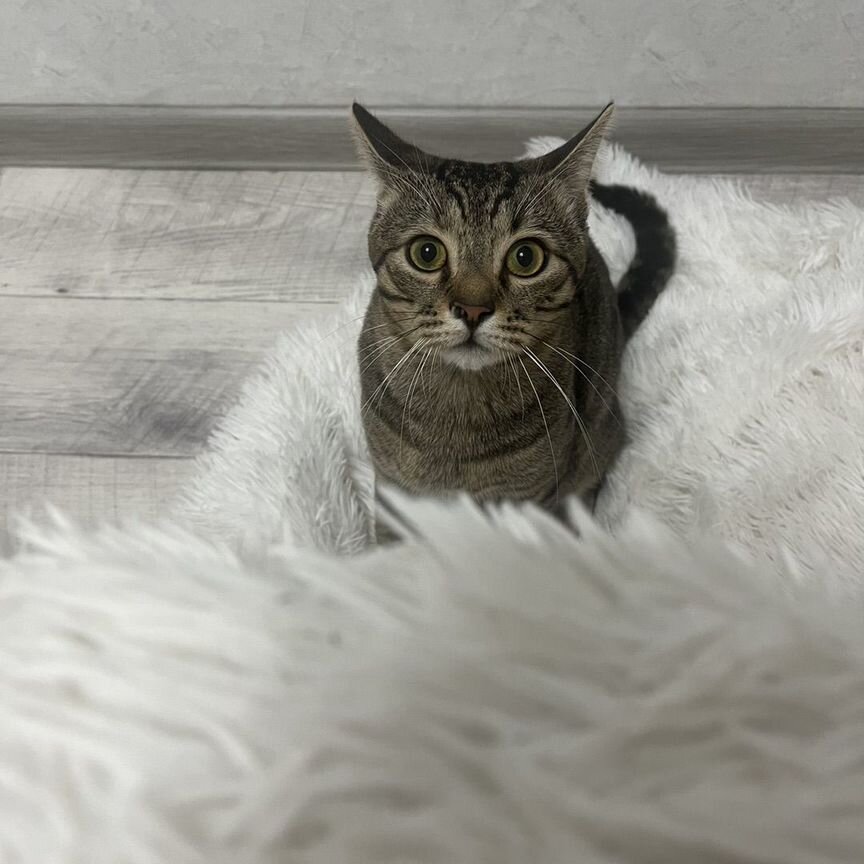 Кот Федор