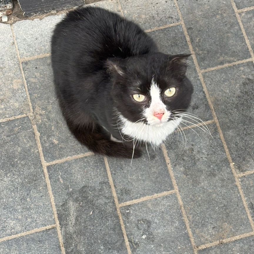 Котик бесплатно, в добрые руки