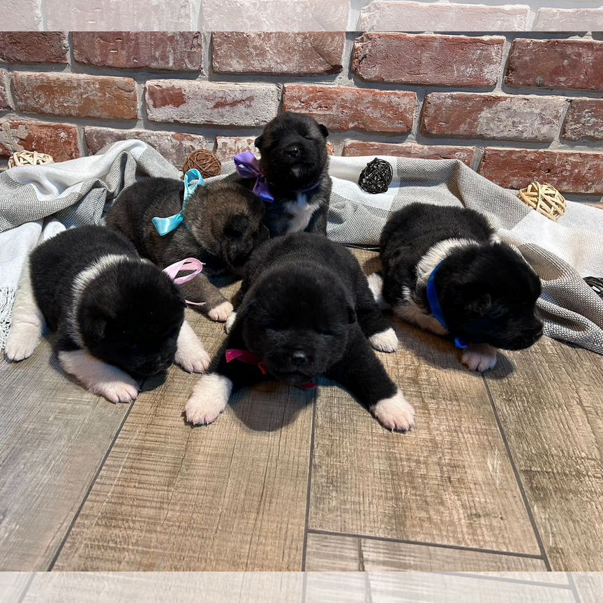 Американская акита щенки мальчики и девочки