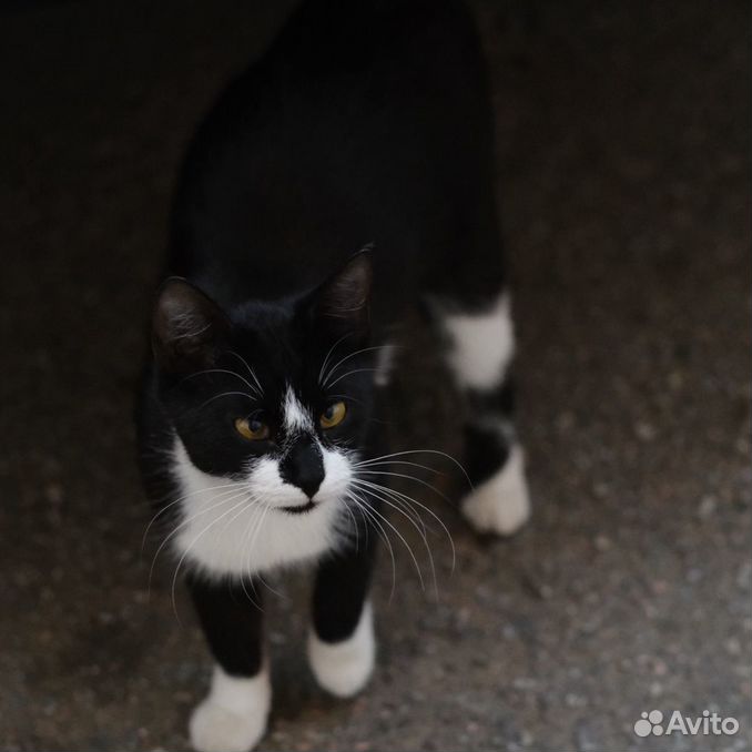 Малышка Капелька (кошка)