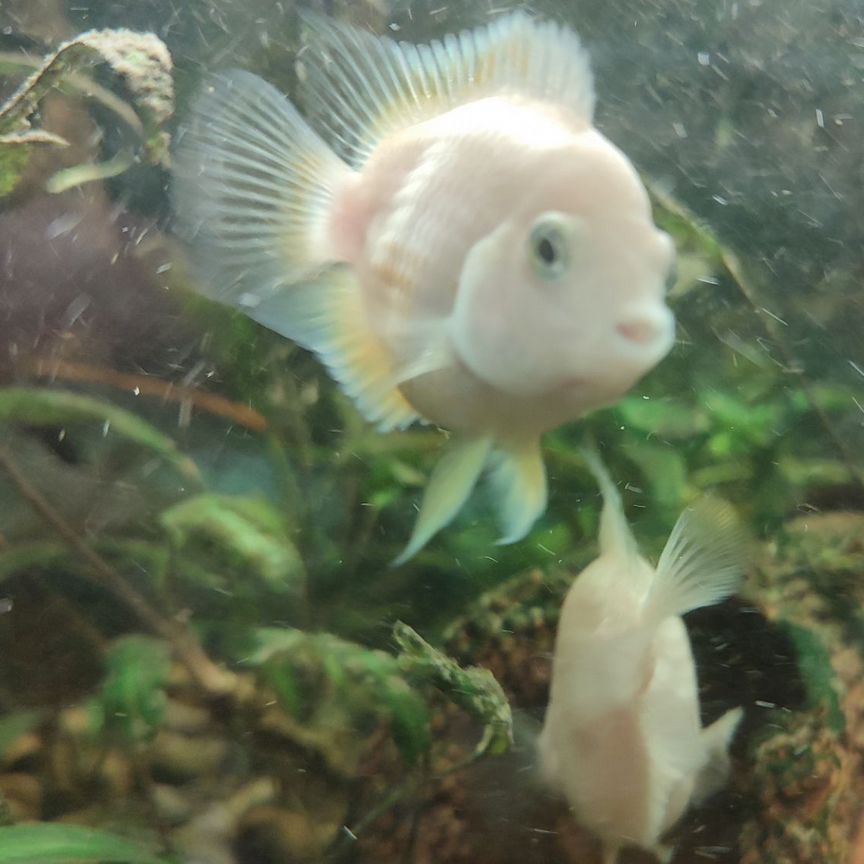 Цихлазома фламинго