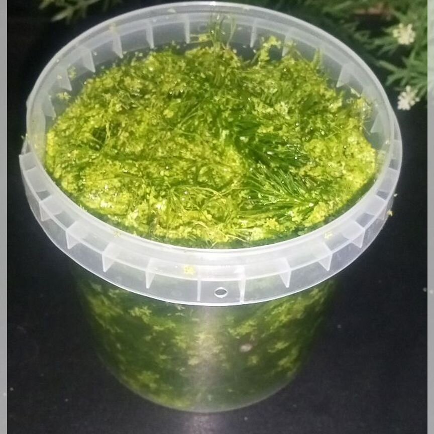 Роголистник и ряска