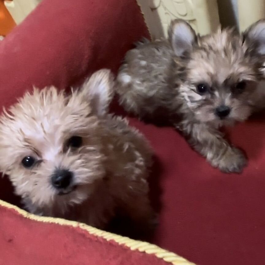 Йоркширский терьер девочки