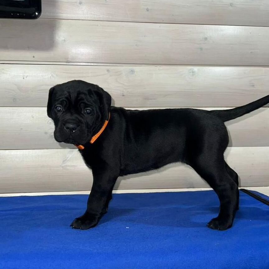 Щенок Кане-Корсо девочка