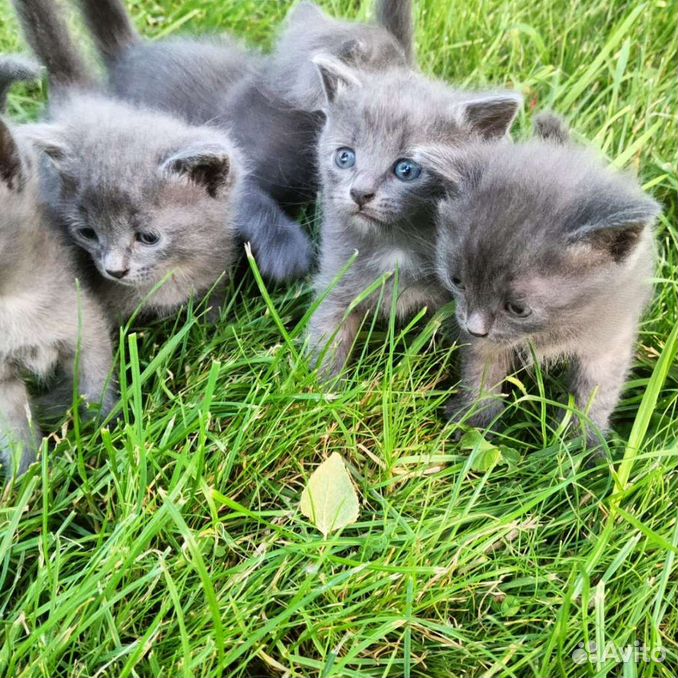 4 сыночка и лапочка дочка