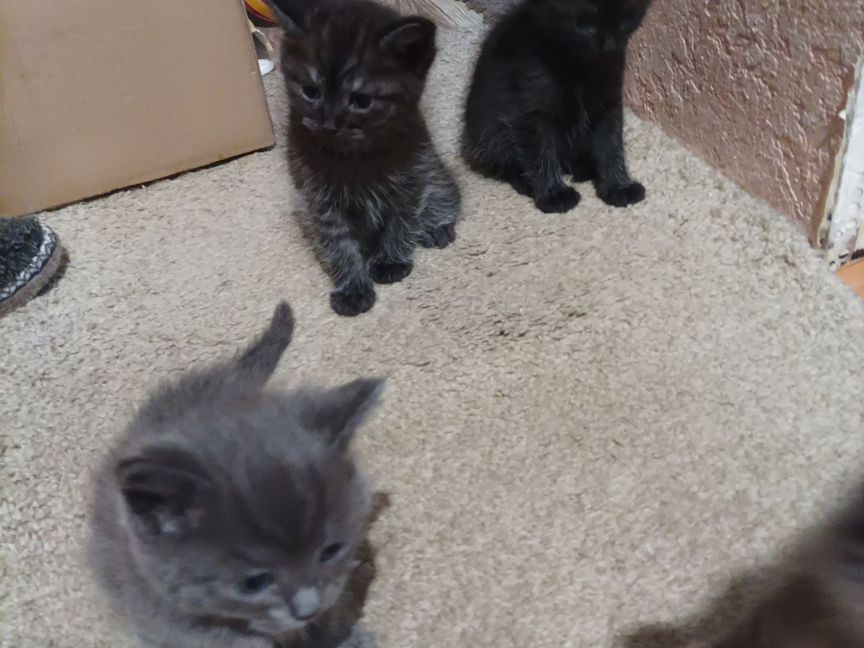 Кошка в дар бесплатно