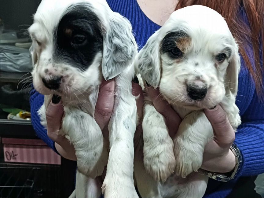 Английский сеттер