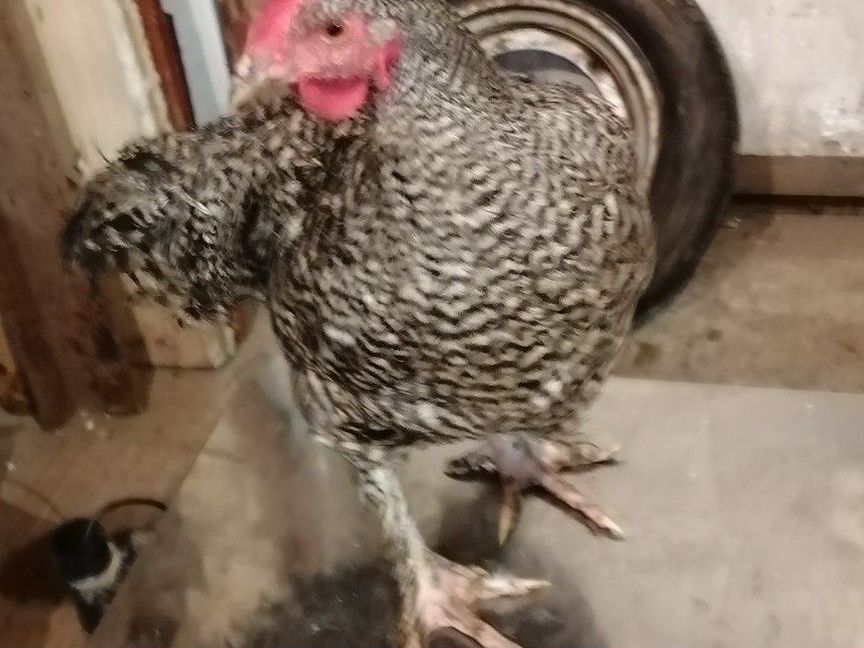 Куры мехеленская кукушка