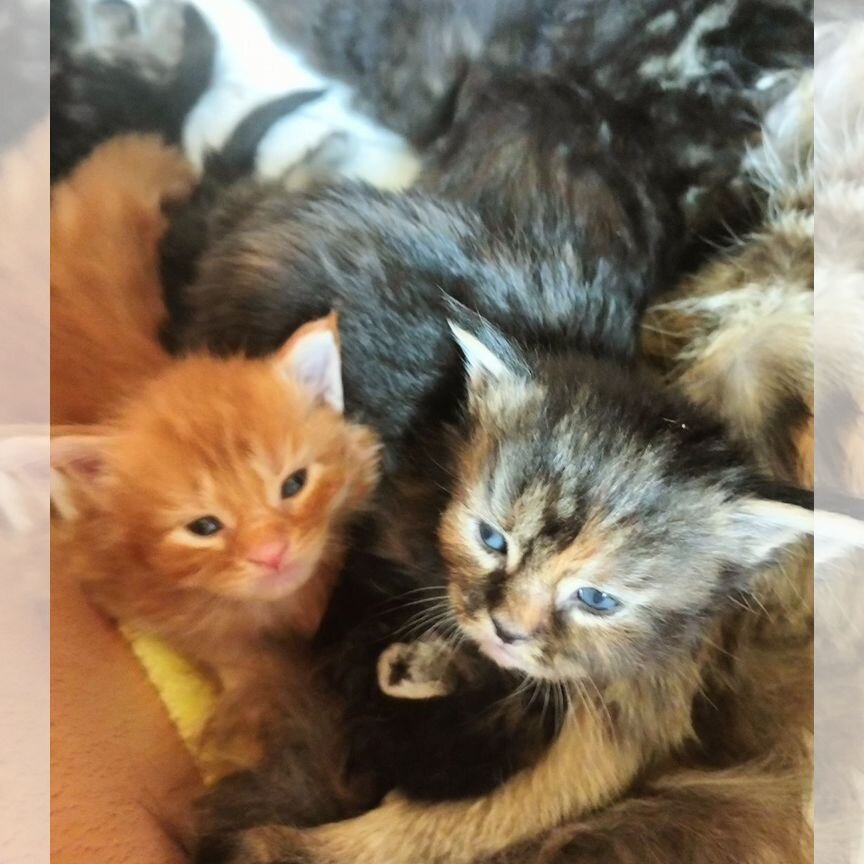 Мейн-кун котёнок