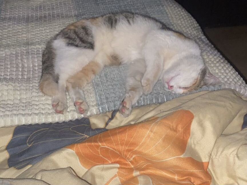 Потерялась кошка