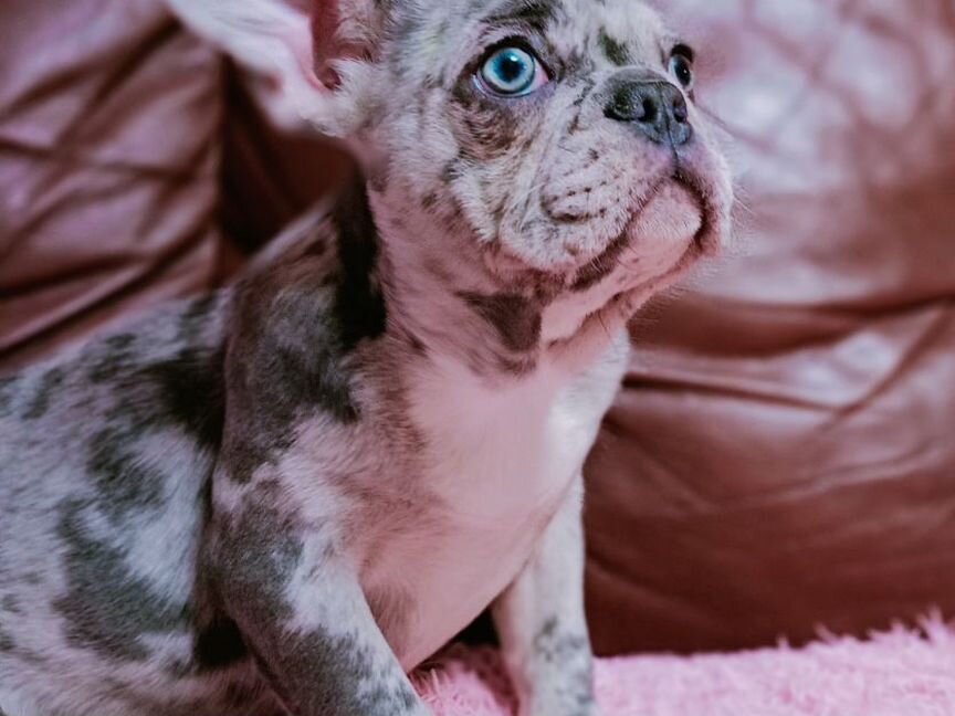 Крутышка француженка в продаже