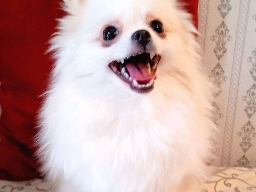Щенок шпиц белый