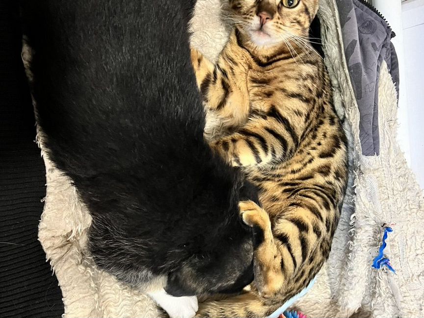 Бенгальская кошка