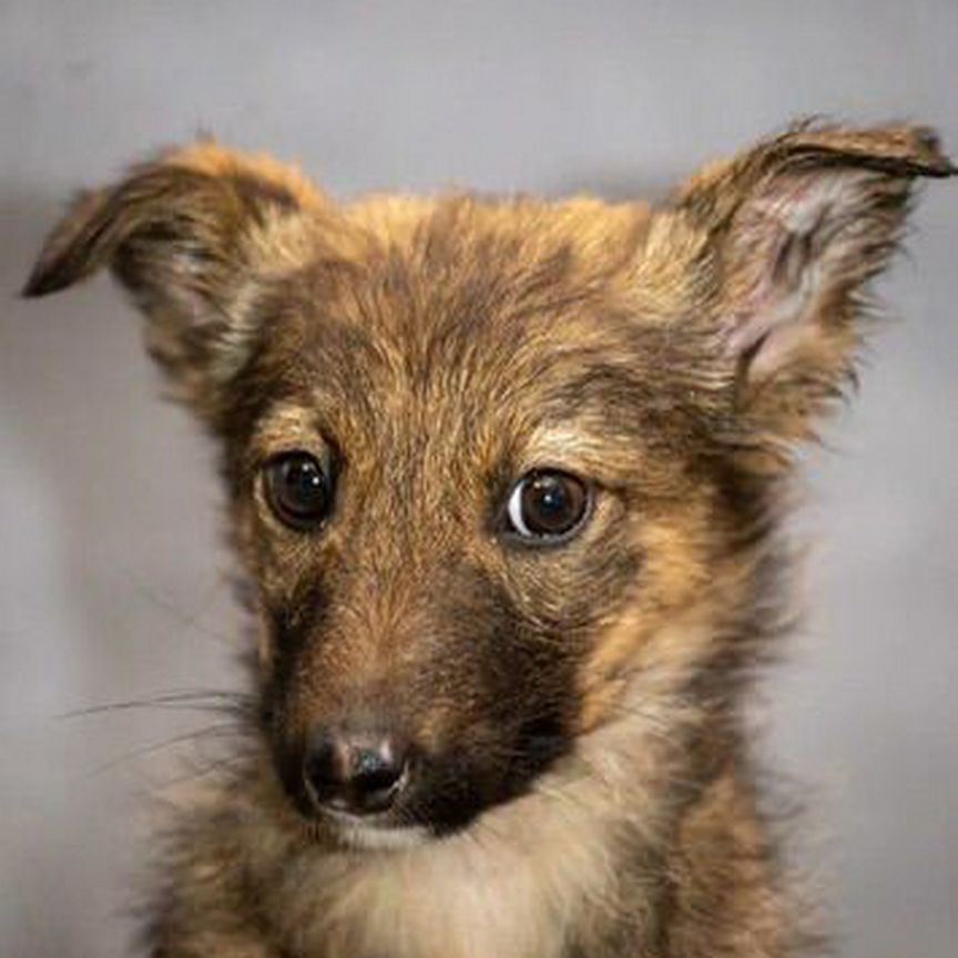 Щенок в добрые руки бесплатно