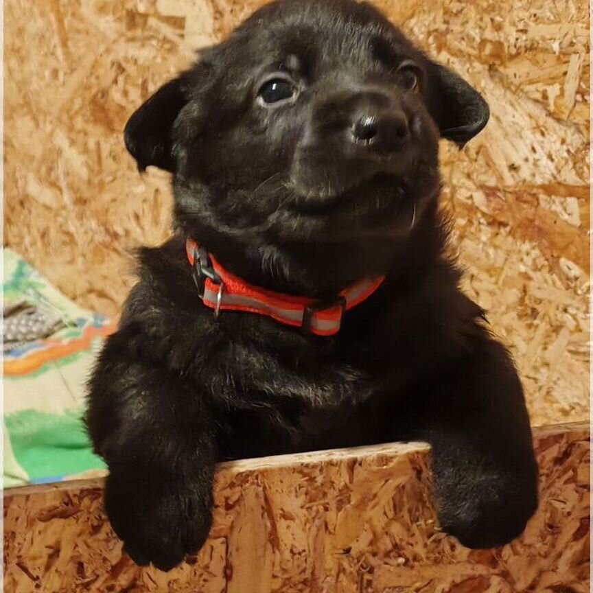 Немецкая овчарка, щенок