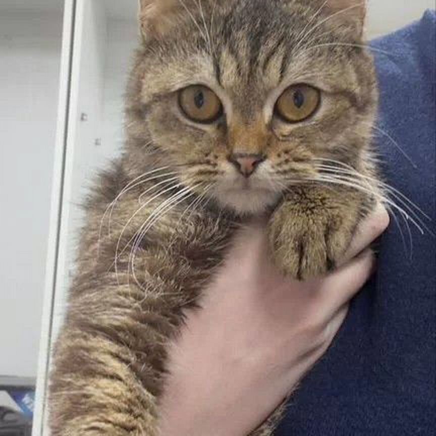 Котик