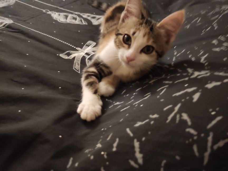 Кошечка в добрые руки