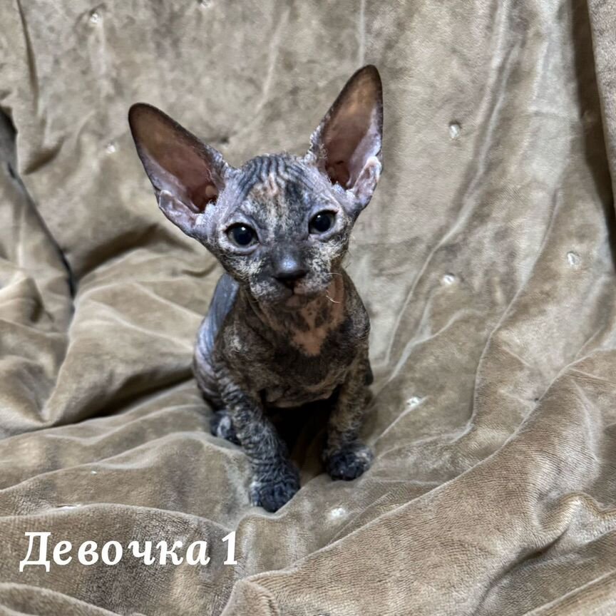 Котята сфинкс