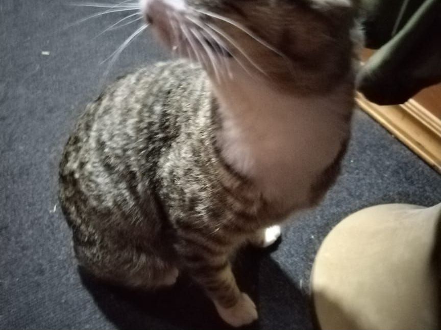 Пристрою котика