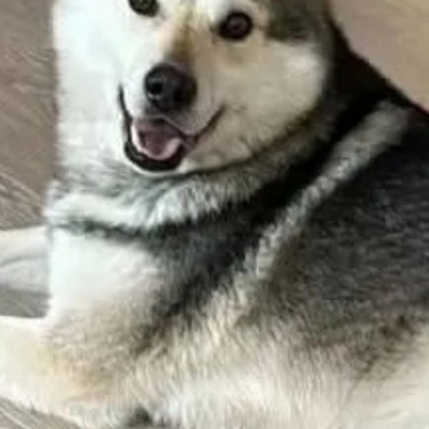 Сибирский хаски, Бесплатно