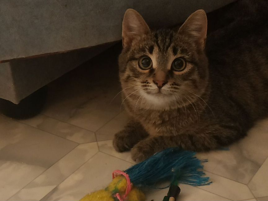 Котенок мальчик