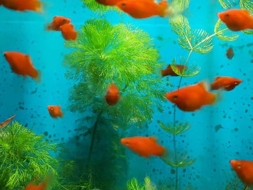 Брохис, Пецилия