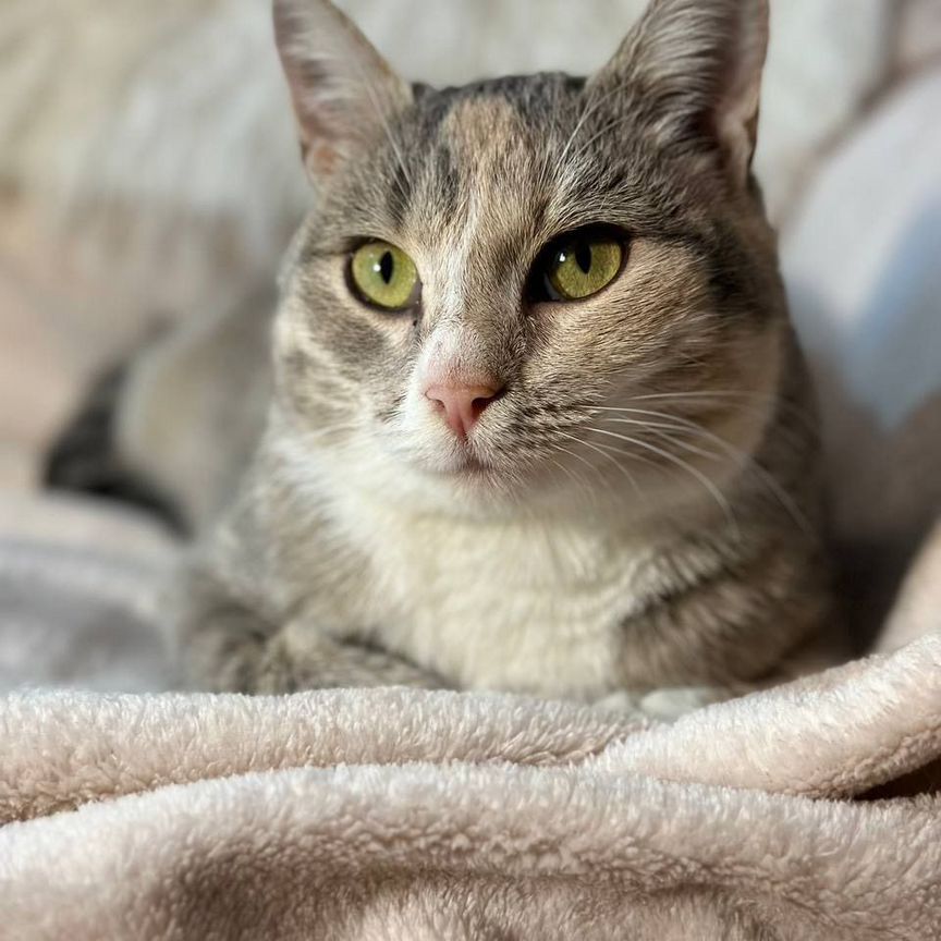 Красивая кошечка в добрые руки