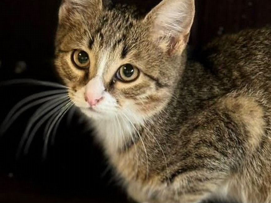 Котенок с печальным взглядом и судьбой. Ищет дом