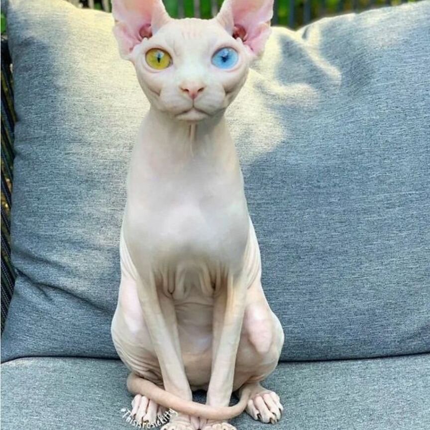 Возьму сфинкса на передержку