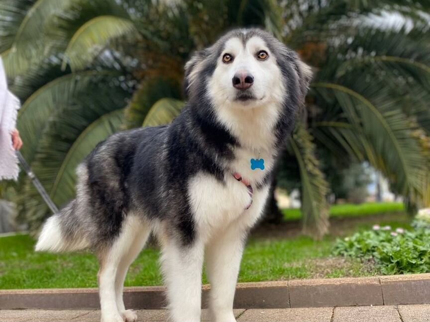 Собака хаски-маламут в добрые ручки