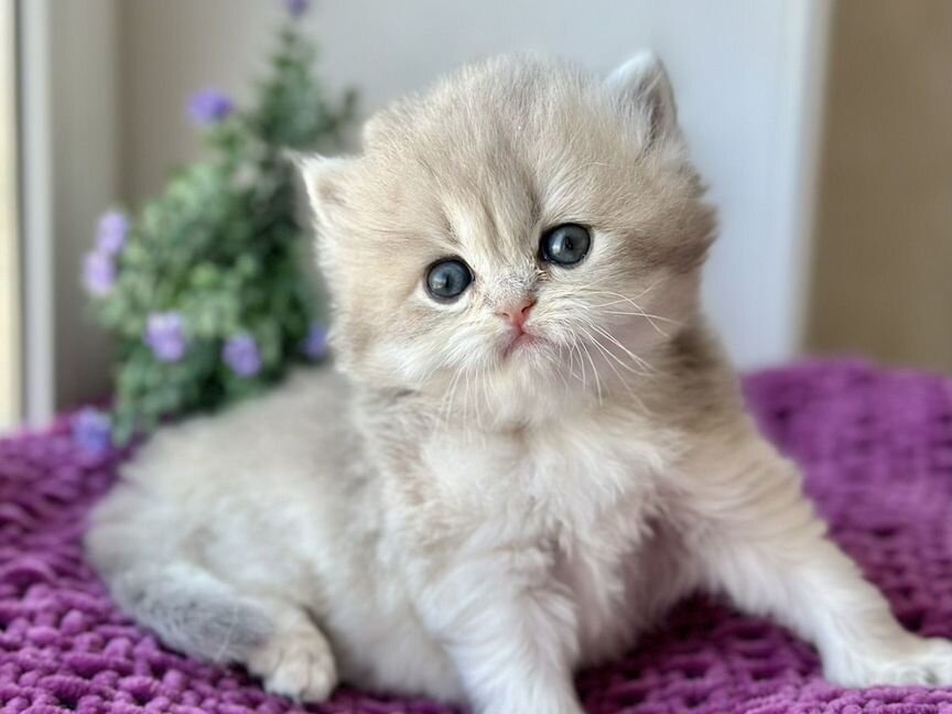 Кошка шоу тип дш голубое золото шиншилла папа су12