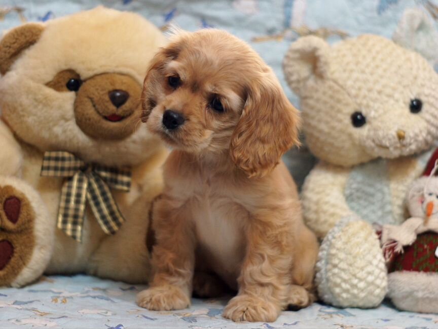 Америкашки-очаровашки)